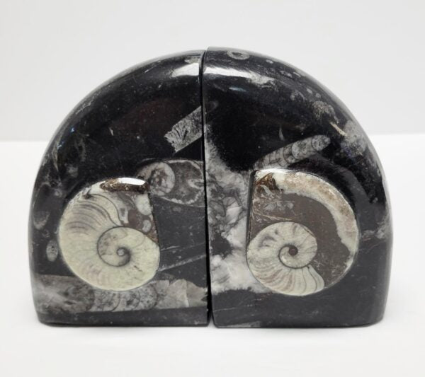 FOSSILIZED AMMONITE BOOKENDS – TRUE NATURE STORE