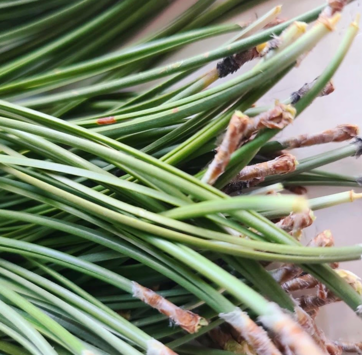 PINE NEEDLE BUNDLE – TRUE NATURE STORE